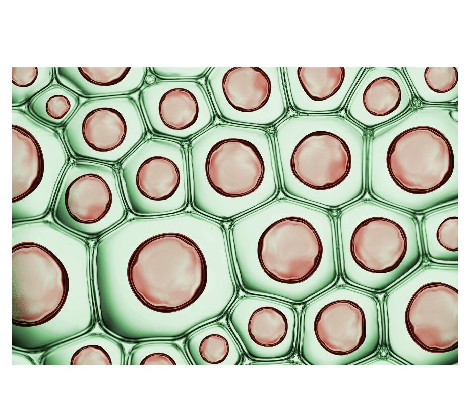 Cell Membrane Of Plant Cell Definition And Structure Sciencequery Cell Membrane Of Plant Cell Definition And Structure Sciencequery